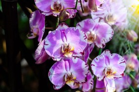 Fototapeta Krásné Orchideje Vliesová tapeta 360x240