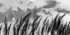 Obraz tráva v černobílém provedení - 120x60 cm
