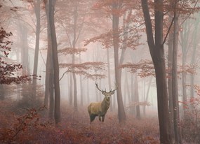 Malvis ® Tapeta Jelen v podzimním lese Vel. (šířka x výška): 360 x 260 cm