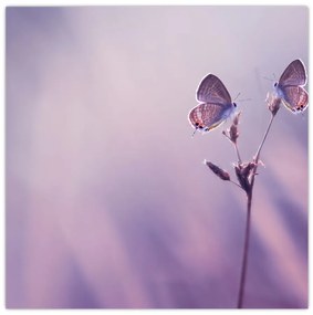 Obraz - Fialoví motýlci (30x30 cm)