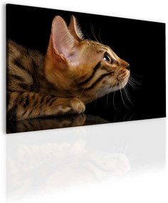 Jednodílný obraz kočka Velikost (šířka x výška): 150x100 cm