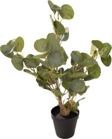 Eukalyptus Mini v květináči 50 cm