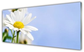 Plexisklo-obraz Sedmikráska Rostlina Příroda 125x50 cm