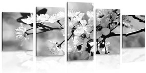 5-dílný obraz třešňový květ v černobílém provedení Varianta: 200x100
