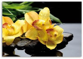 Obraz na plátně Orchidej žlutá květina - 120x80 cm