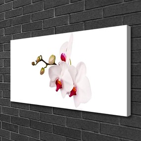 Obraz na plátně Květiny Příroda Orchidej 100x50 cm