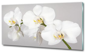 Wallmuralia Foto obraz sklo tvrzené Orchidej 100x50