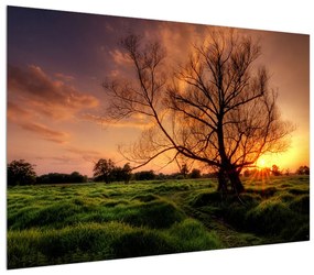 Obraz stromu v zelené krajině (100x70 cm)
