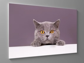 Liox Obraz šedá kočka Rozměr: 120 x 80 cm
