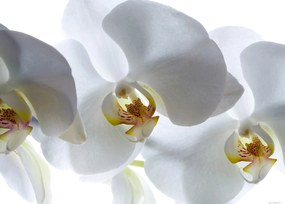 Fototapeta na míru Bílá Orchidej | Vliesová fototapeta na zed' | DFTNXXL0466