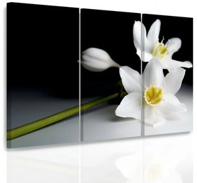 Malvis ® Vícedílný obraz - Orchidej ve tmě Velikost: 120x80 cm