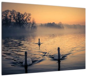 Skleněný obraz labutí na vodě v mlze (70x50 cm)