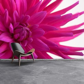 Fototapeta Dahlia Pink 104x70