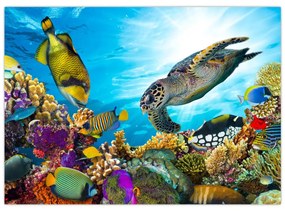 Skleněný obraz korálového útesu (70x50 cm)
