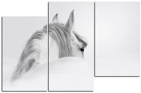Obraz na plátně - Andaluský kůň v mlze 1219D (90x60 cm)