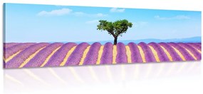 Obraz provensálské levandulové pole - 150x50