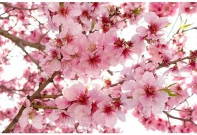 DIMEX | Samolepicí vliesová fototapeta na zeď Květy jabloní MA-5-0108 | 375 x 250 cm | bílá, béžová, růžová