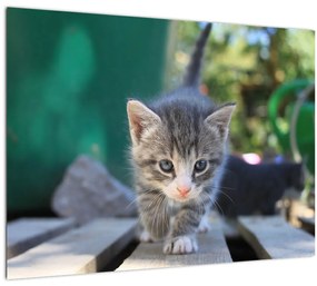 Skleněný obraz koťátka (70x50 cm)