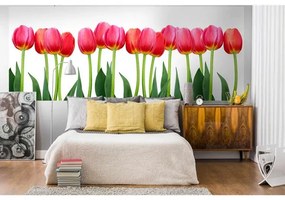 DIMEX | Panoramatická vliesová fototapeta na zeď Tulipány MP-2-0126  | 375 x 150 cm | zelená, červená, bílá