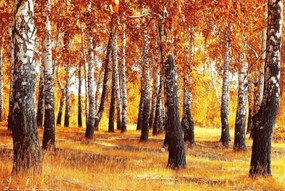 Postershop Plagát: Jesenné brezy