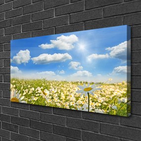 Obraz na plátně Louka Sedmikrásky Příroda 120x60 cm