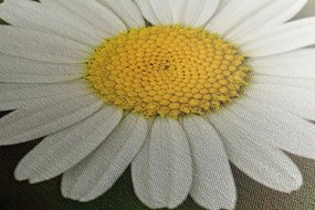 Obraz květ kopretiny