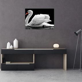 Skleněný obraz černobílé labutě (70x50 cm)