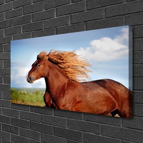 Obraz na plátně Kůň Zvířata 140x70 cm