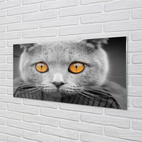 akrylový obraz Šedá Britská kočka 100x50 cm