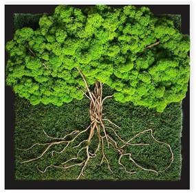 Mechový obraz Růst| sobí mech Rozměr obrazu: 50x50 cm, Barva rámu: Přírodní (světlé dřevo), Síla rámu (pohledová): 4,5 cm