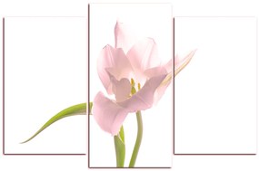 Obraz na plátně - Tulipán 181QC (105x70 cm)
