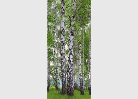 Vliesová fototapeta na zed' Břízy | 202 x 90 cm | DFTNV2896