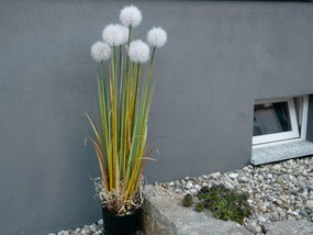 Umělá květina - Pampeliška v květináči, 107 cm