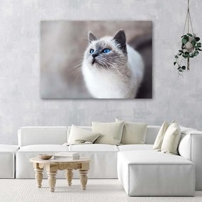 Gario Obraz na plátně Sibiřská kočka Rozměry: 60 x 40 cm