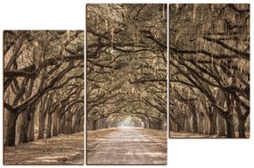 Obraz na plátně - Historické dubové stromy lemované polní cestou 1239FD (105x70 cm)