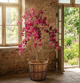 Stromek s růžovými květy Bougainvillea Tree - 100*100*150 cm