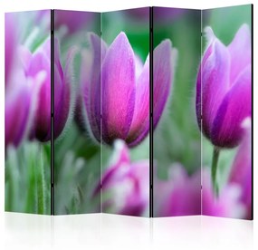 Paraván Purple spring tulips Dekorhome 225x172 cm (5-dílný)