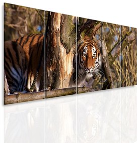 Malvis ® Vícedílný obraz - Tygr za stromem Velikost: 150x60 cm
