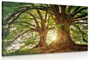 Obraz majestátní stromy - 120x80