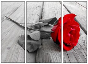 Obraz třídílný 70 x 50 cm červená růže