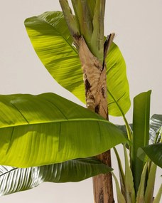 Banana Tree in Pot 210 cm