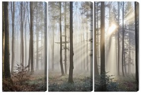 Vícedílný obraz Východ Slunce V Lese Nedostatek Nedostatek Plátno Canvas 60x40
