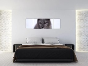 Obraz sněžné lišky (170x50 cm)