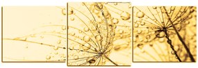 Obraz na plátně - Pampeliška s kapkami vody - panoráma 5203FD (150x50 cm)