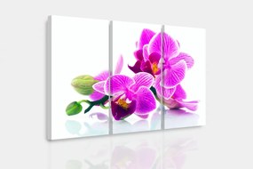 Malvis ® Vícedílný obraz - Orchidej v prostoru Velikost: 90x60 cm