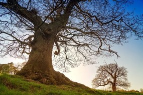 Fototapeta symbióza stromů - 450x300 cm