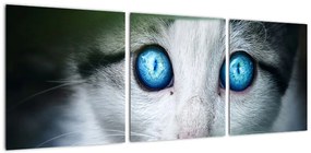 Obraz kočky, zářivé oči