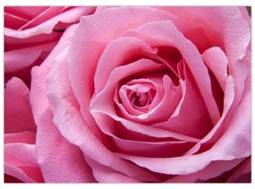 Obraz růže (70x50 cm)