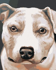 zuty zuty - malování podle čísel - pit bull (myroslava voloschuk), 40x50 cm, plátno+rám