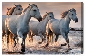 Obraz Bílí Koně V Moři Nedostatek Nedostatek Plátno Canvas 100x70